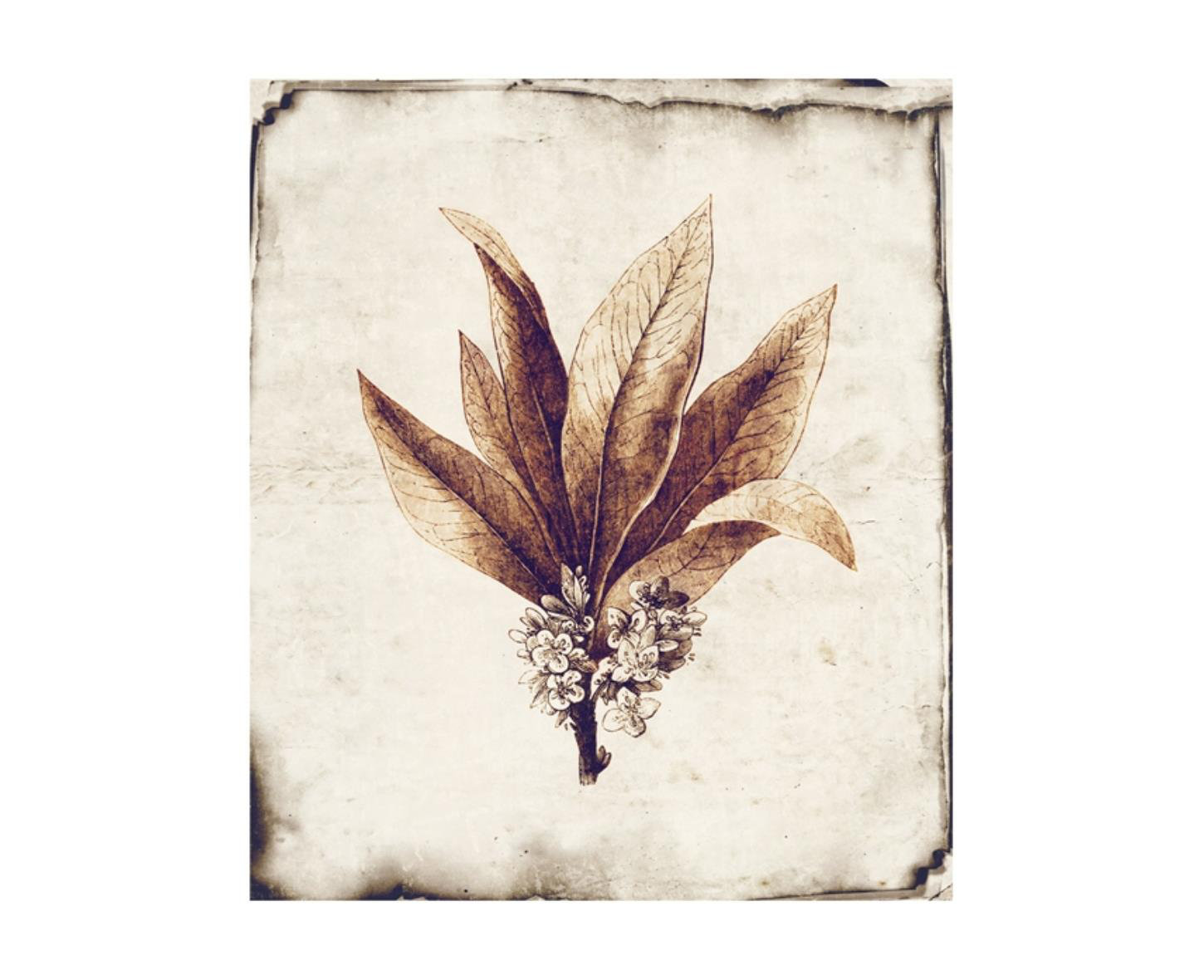 Chelsea Art Studio Botanique II by Zoey Riley - Graphic Art on Canvas ...