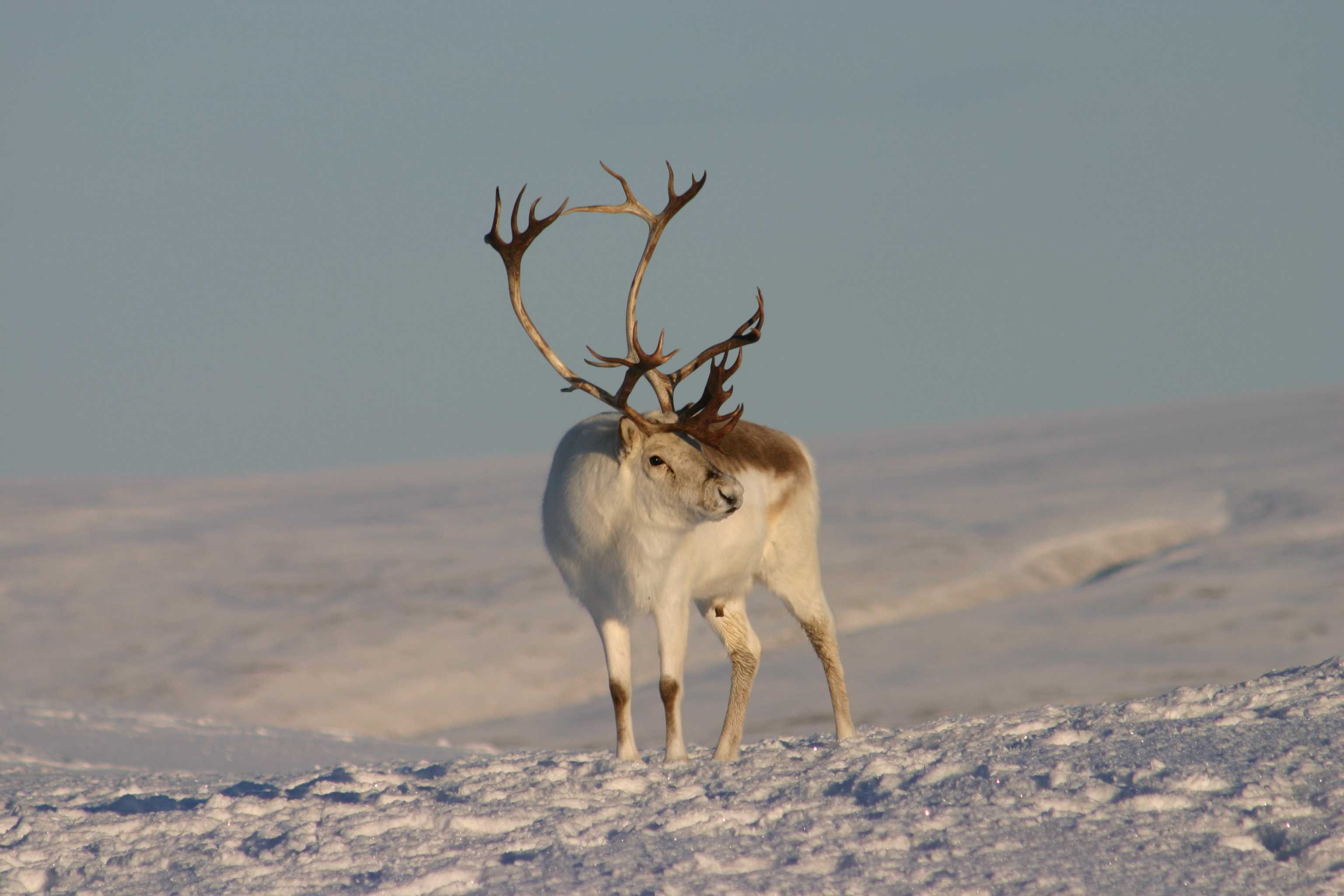 Millwood Pines Peary Caribou On Canvas by Paulloewen Photograph | Wayfair