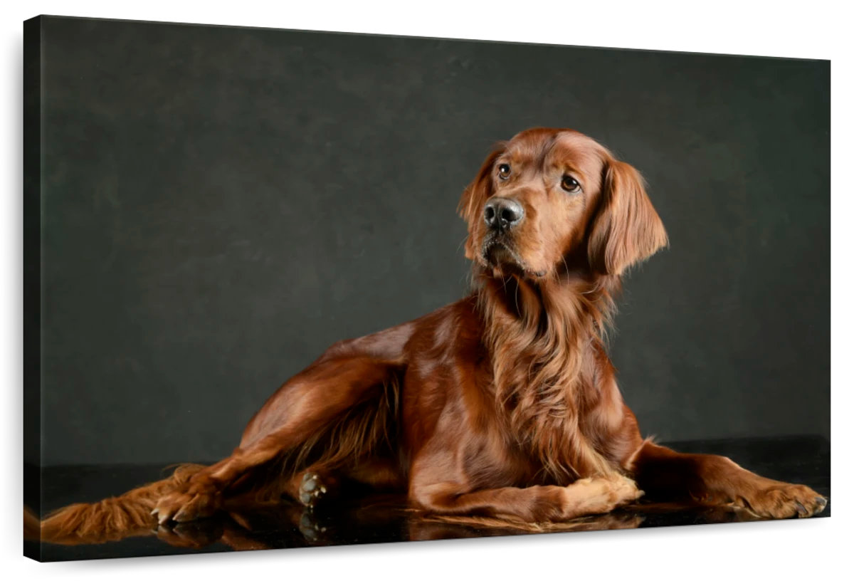 Ebern Designs Loyal Irish Setter - Wayfair Canada