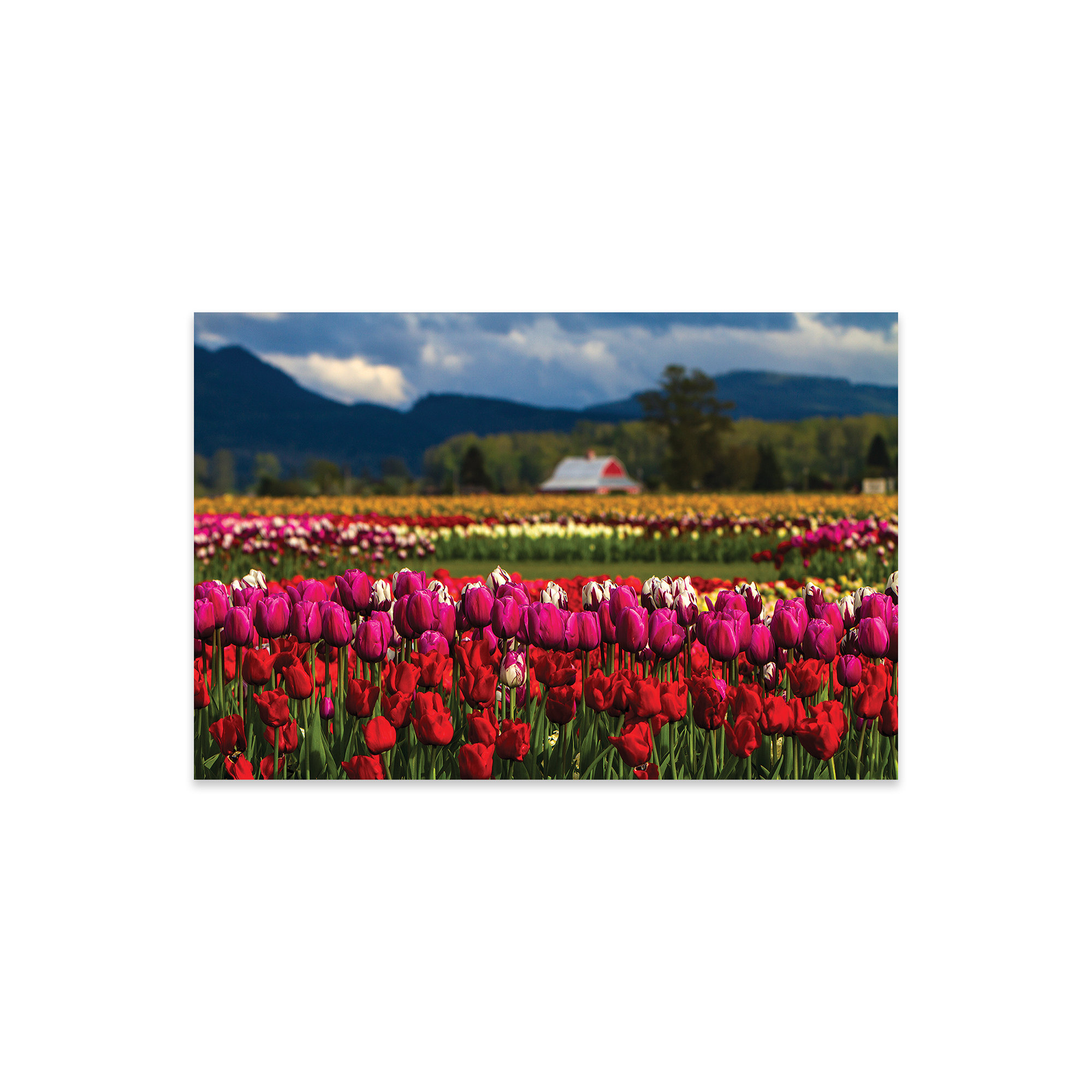 Millwood Pines Annazette Mount Vernon, Washington State, Field Of ...
