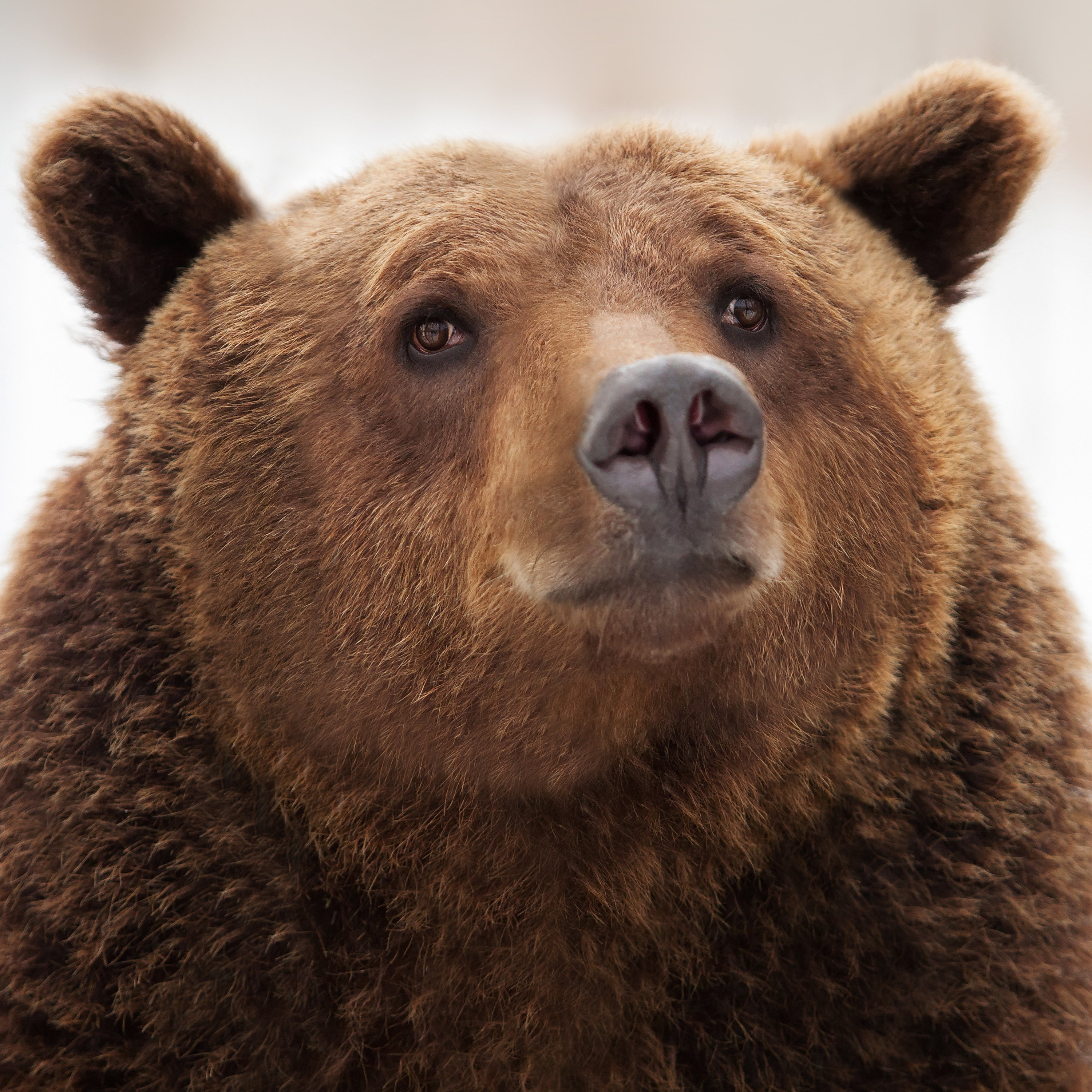 Millwood Pines BRown bear by Mycola - Wrapped Canvas Photograph | Wayfair