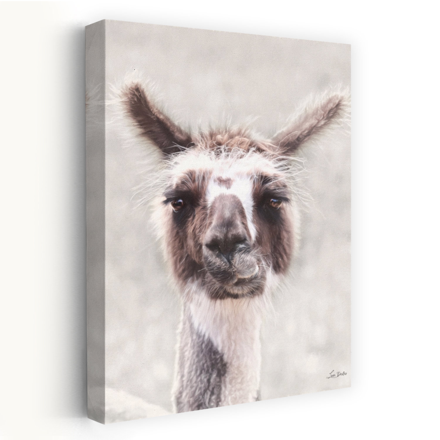 Ophelia & Co. Quizzical Alpaca - Contemporary Llama Closeup Portrait ...