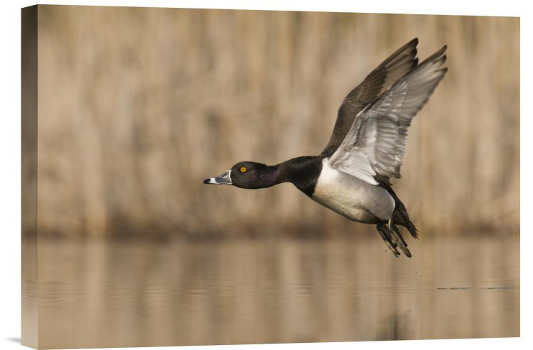 East Urban Home 'Ring-Necked Duck Male Flying' Photographic Print on ...