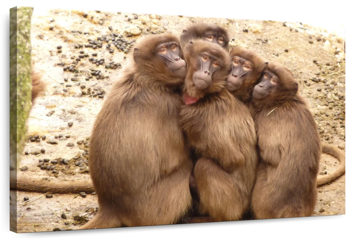 Ebern Designs Brampt Monkey Troop - Wayfair Canada