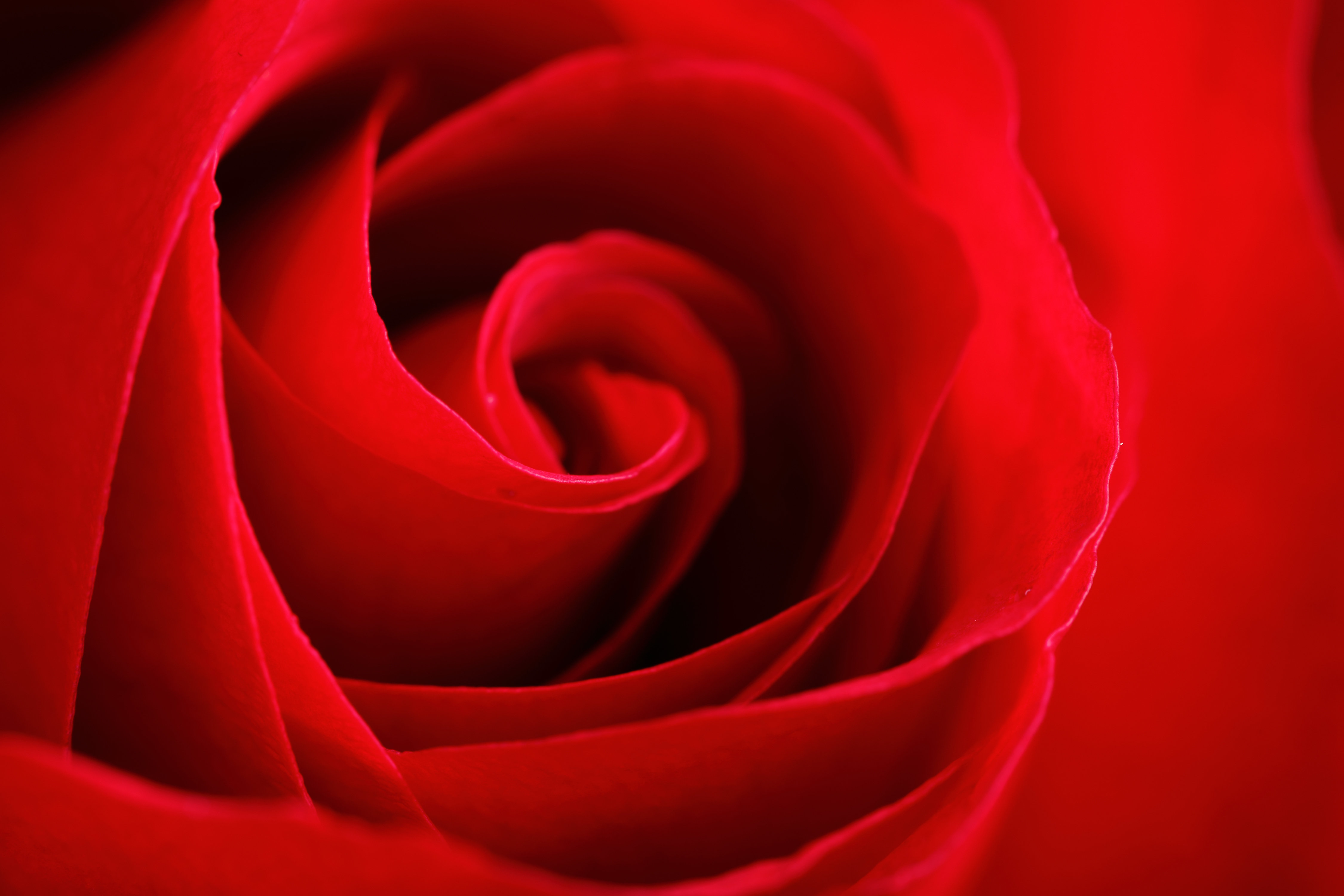 Hokku Designs Red Rose - Wrapped Canvas Photograph | Wayfair