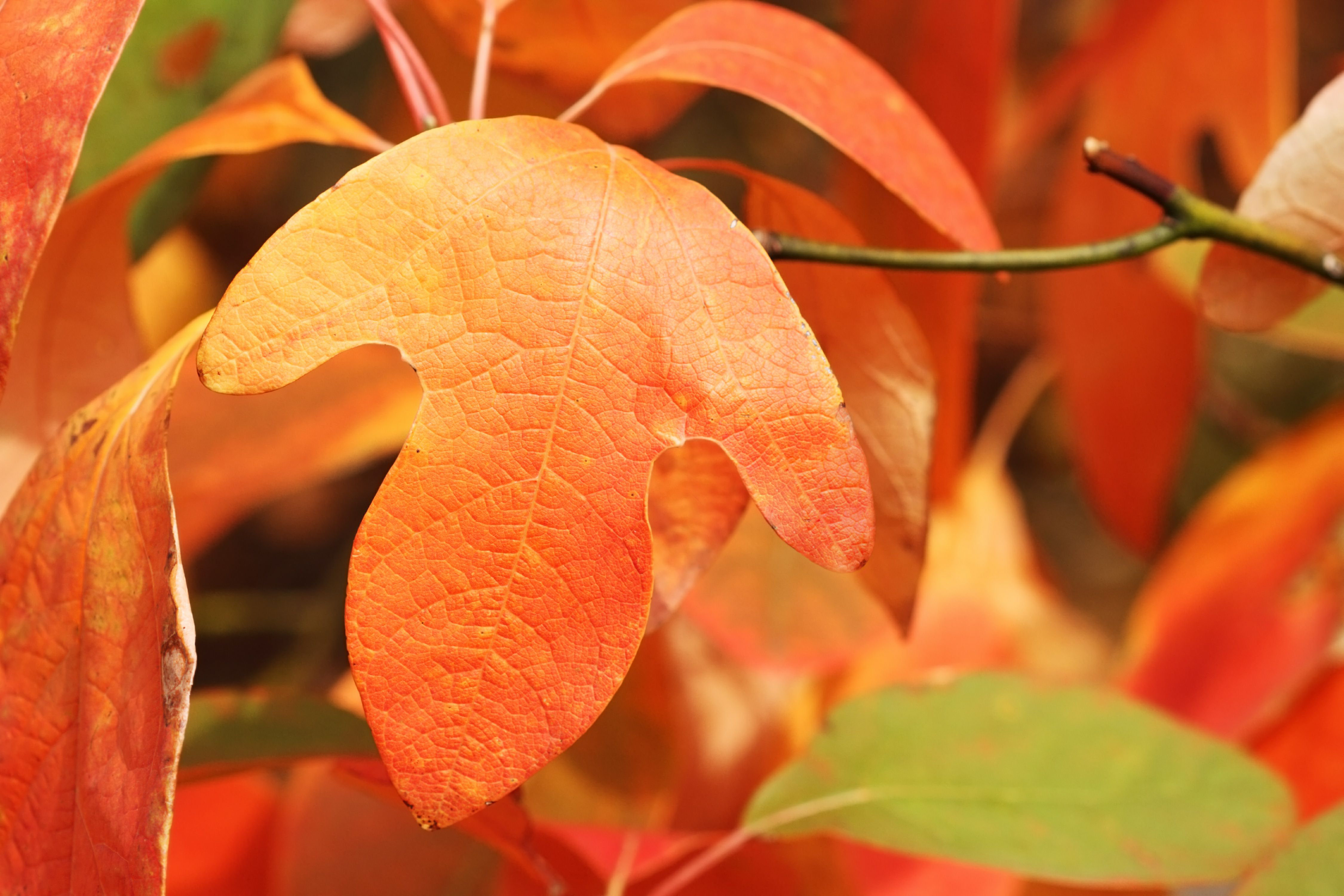 Ebern Designs Sassafras Leaf - Wrapped Canvas Photograph | Wayfair