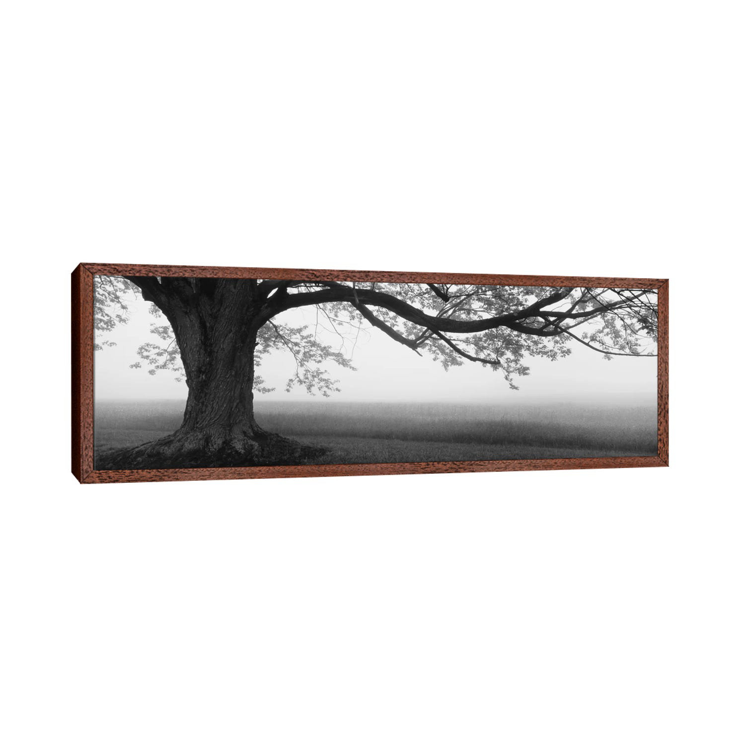 Ebern Designs Tree in a farm, Knox Farm State Park, East Aurora, New ...