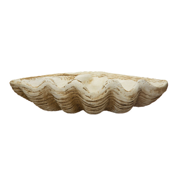 Birch Lane™ Arlene Coastal Decorative Magnesia Clamshell | Wayfair