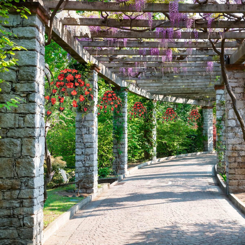 Primrue Lucero Geranium Hanging in Basket | Wayfair