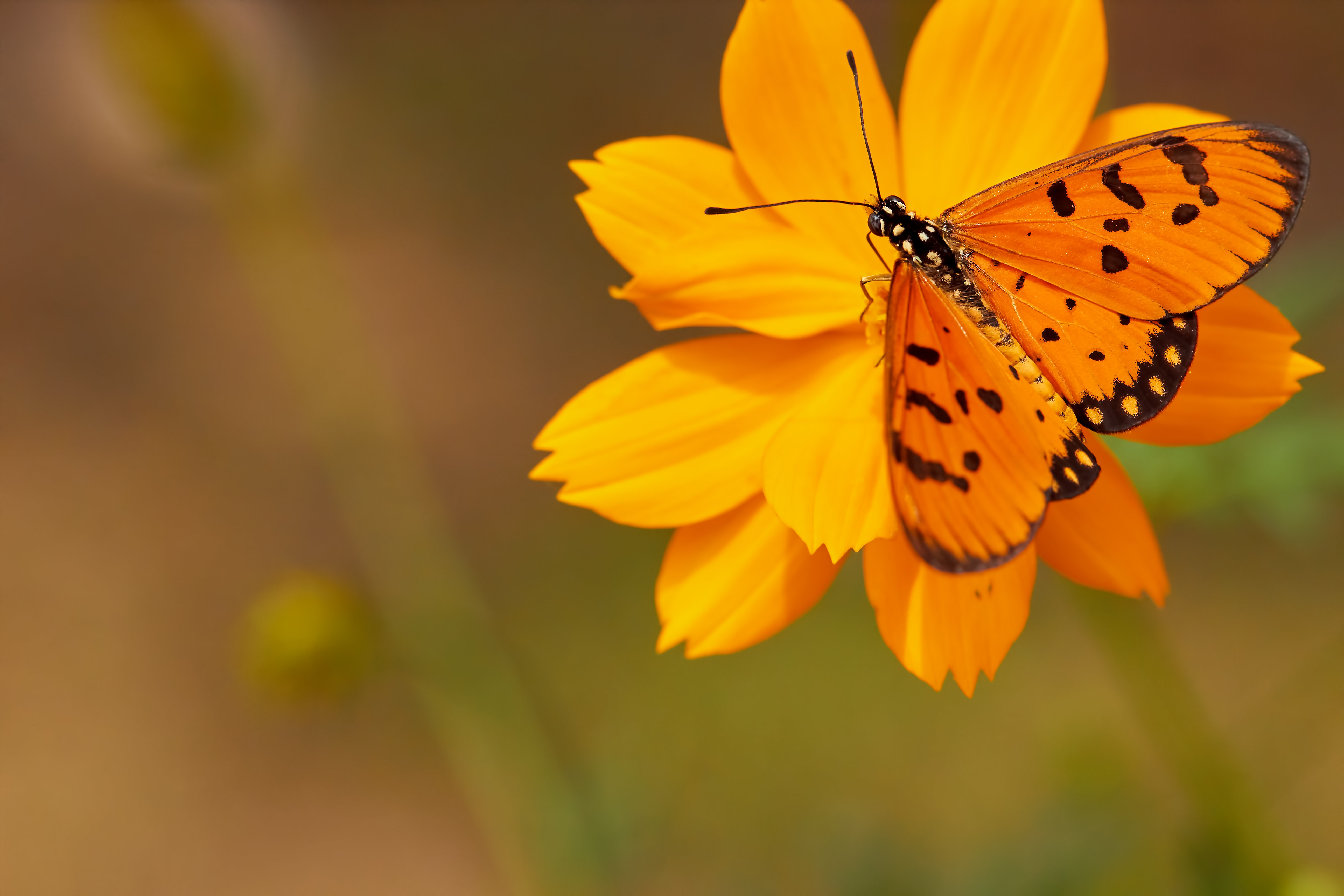 Gracie Oaks Orange Butterfly by Tuckraider - Wrapped Canvas Photograph ...