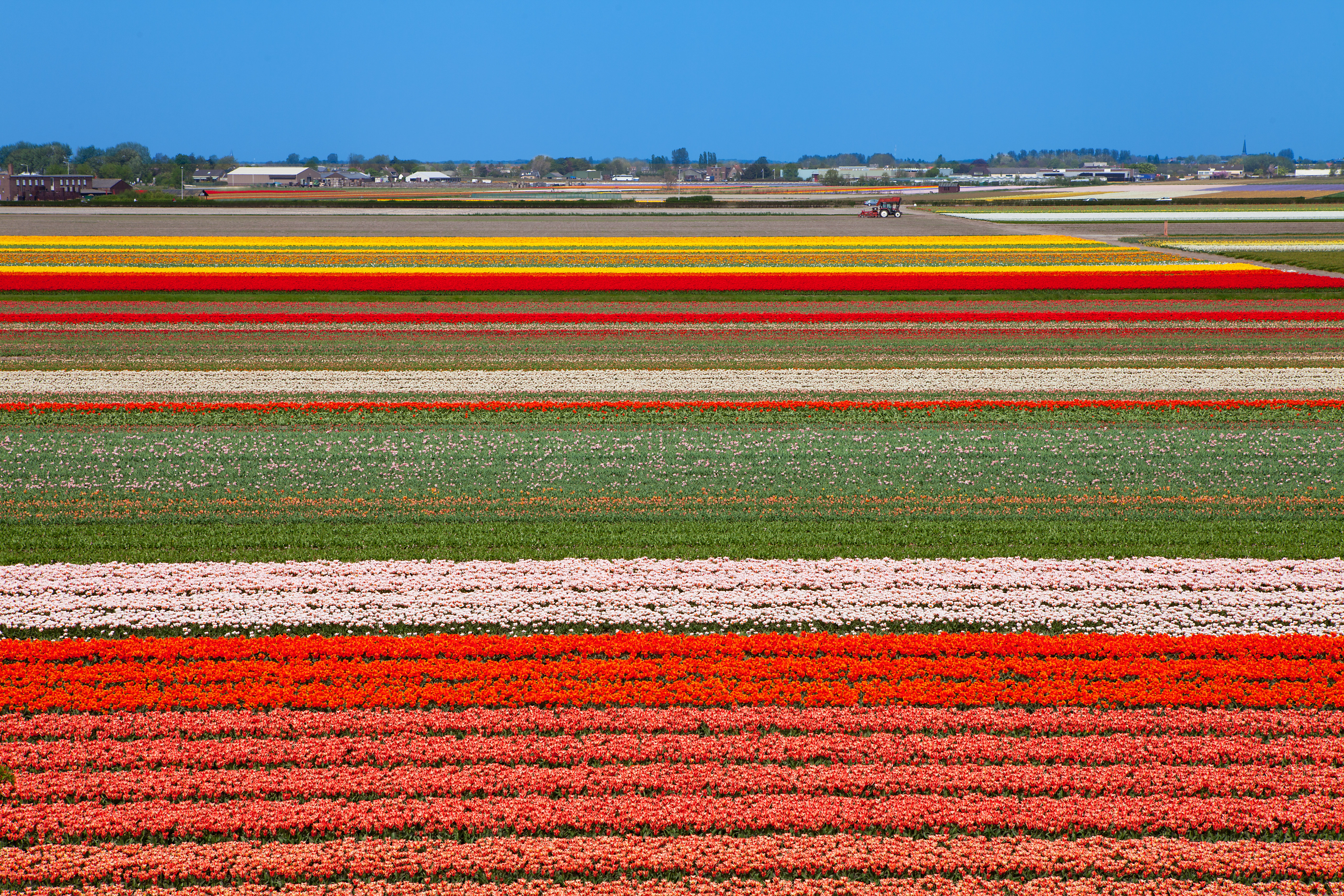 17 Stories Dutch Bulb Field by Sannie32 - Wrapped Canvas Photograph ...