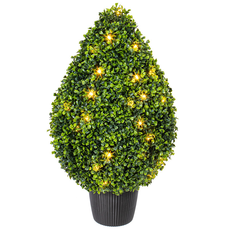 Primrue Boxwood Teardrop Shaped Bush Boxwood Teardrop Shaped Bush | Wayfair
