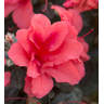 Encore Azalea 1 Gallon Autumn Princess Encore Azalea - Reblooming Shrub ...