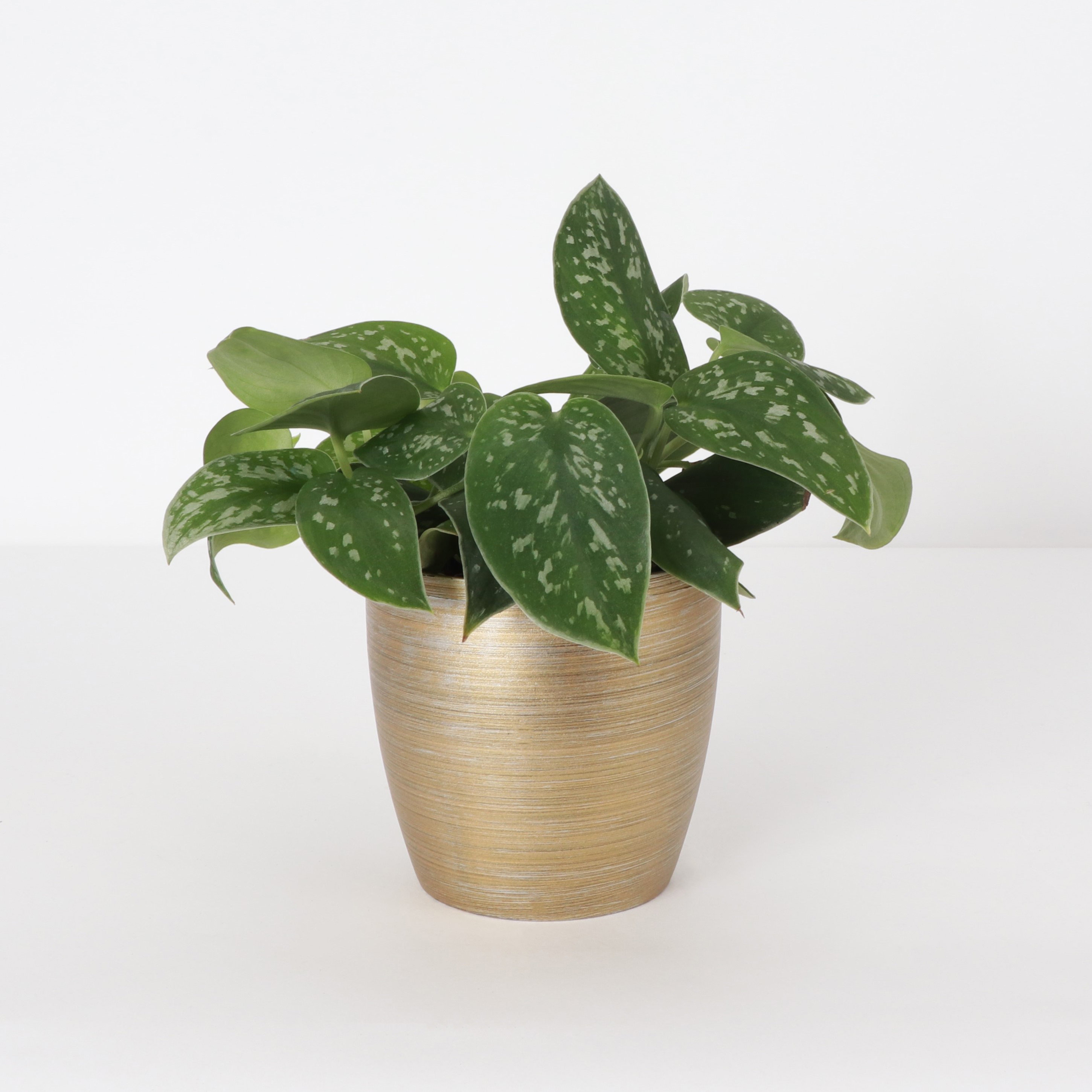 Thorsen's Greenhouse Live Satin Pothos Plant in Gold Pot | Perigold