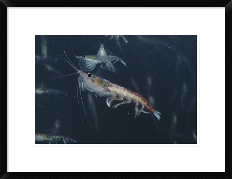 Global Gallery 'Antarctic Krill, Antarctica' Framed Photographic Print ...