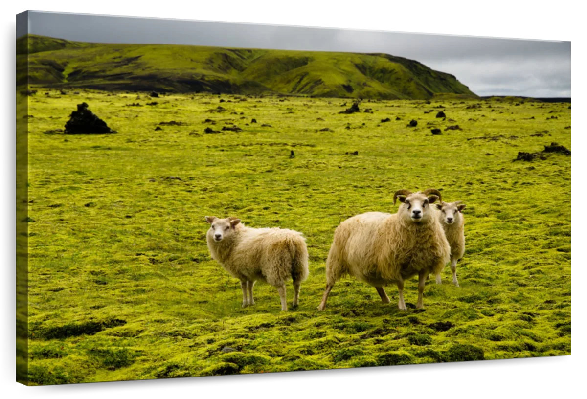 Elephant Stock Icelandic Sheep | Wayfair
