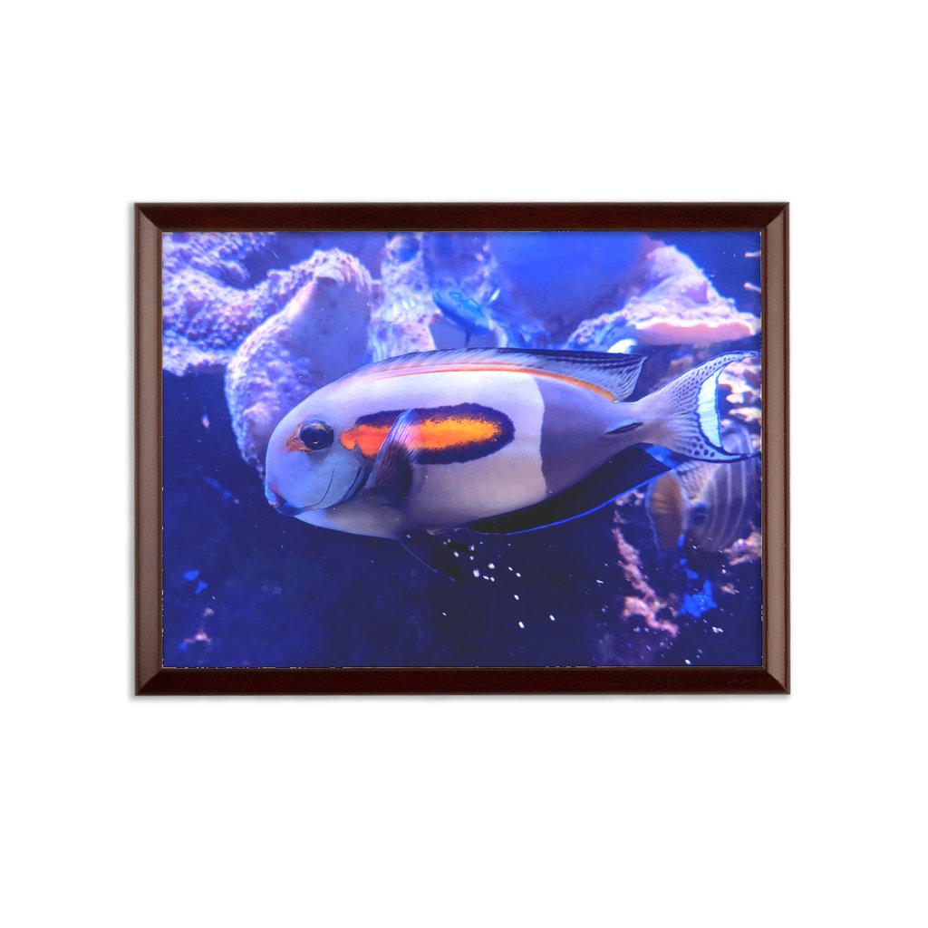 Highland Dunes White Fish - Picture Frame Graphic Art | Wayfair