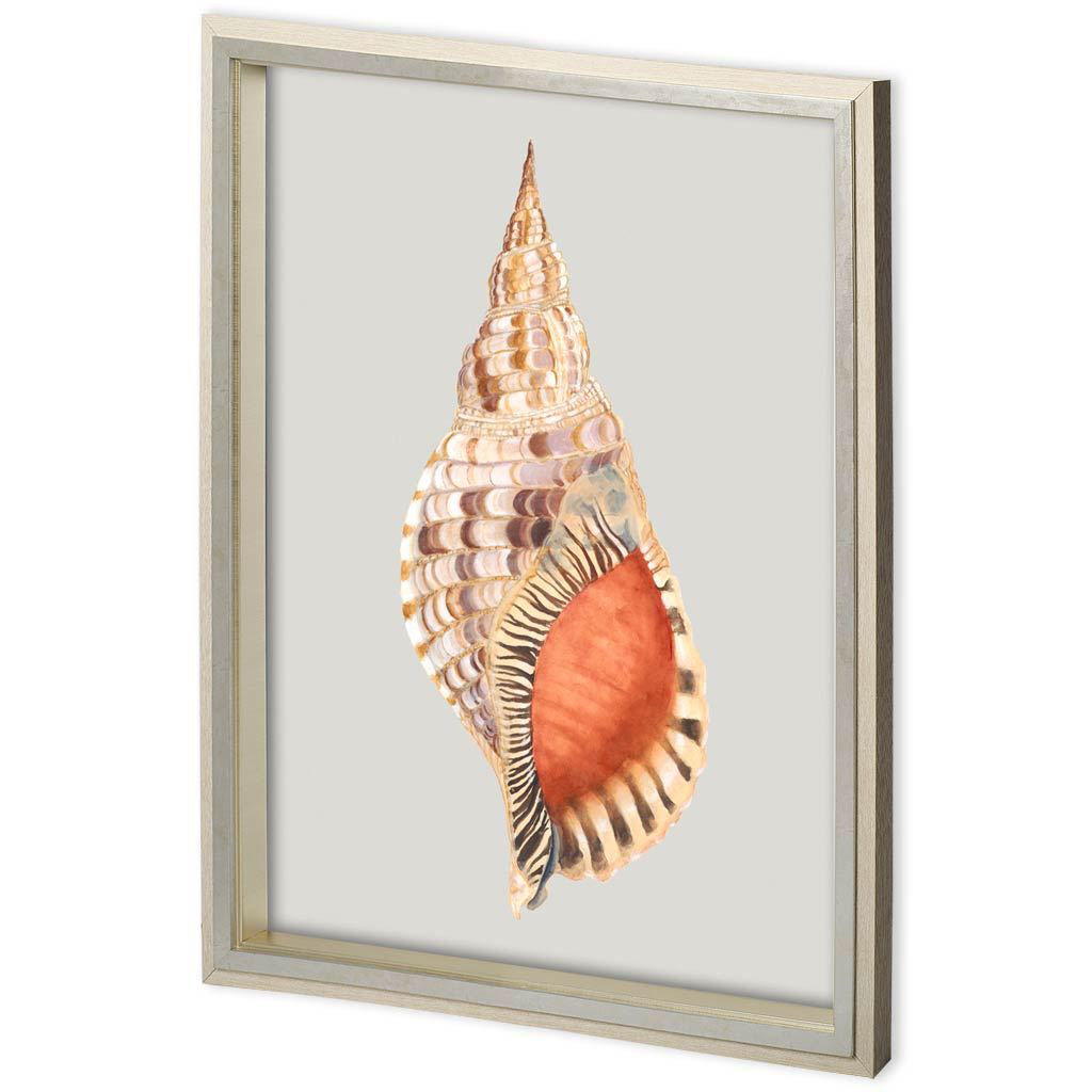Rosecliff Heights Custom Spider Conch by Maleki, Ferdos a Framed Art ...
