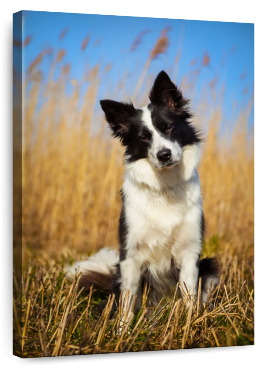 Winston Porter Curious Border Collie - Wayfair Canada