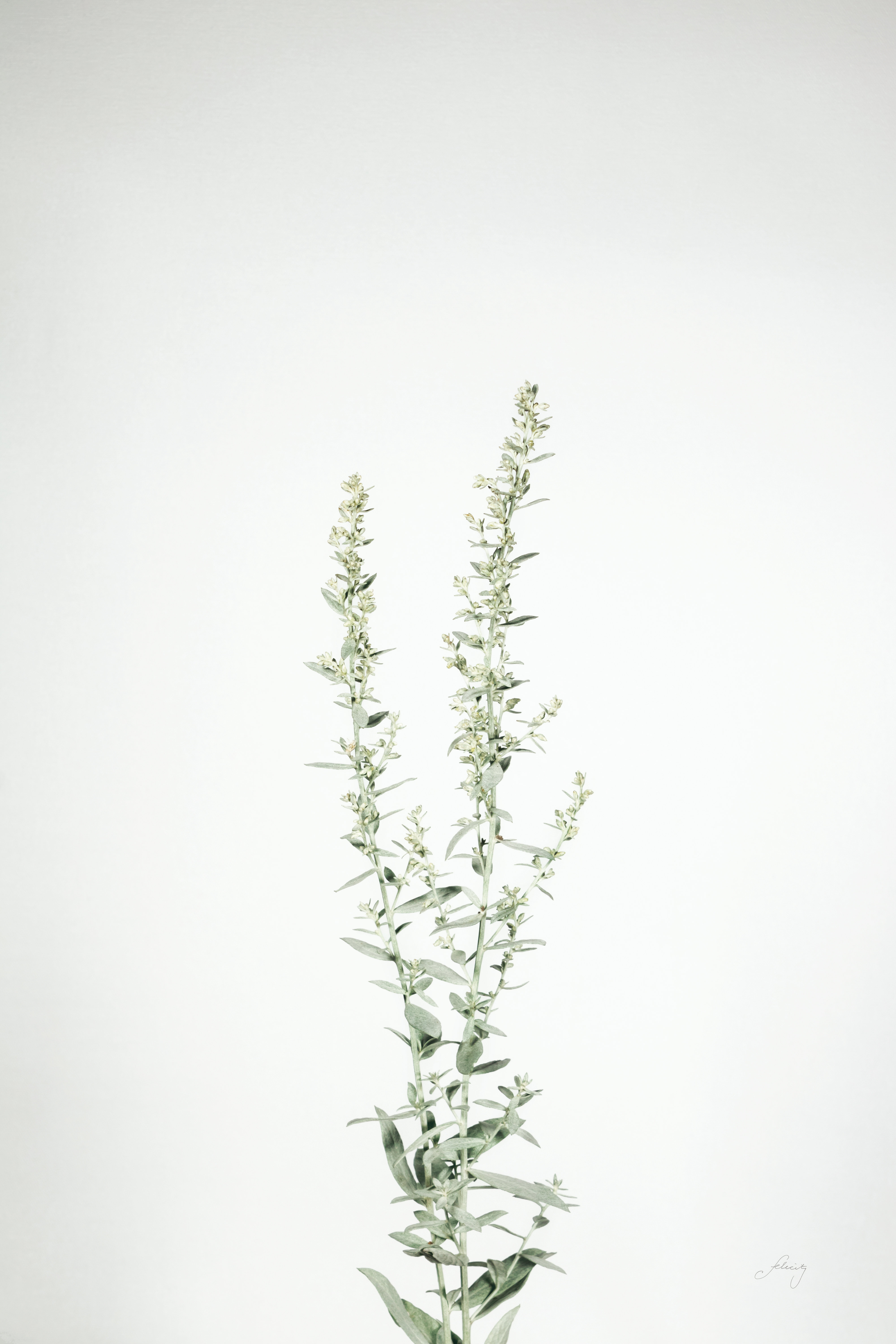 Winston Porter Simple Stems IV - Wayfair Canada