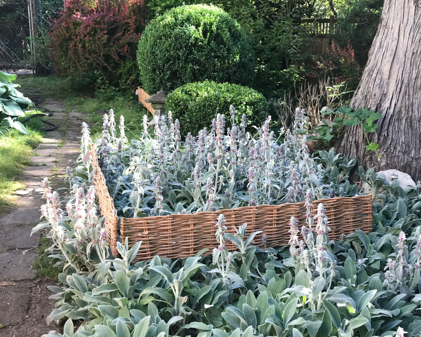 MGP Wood Lawn Edging | Wayfair