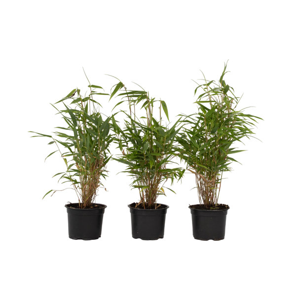 Plant in a Box Fargesia Rufa - Set of 3 - Chinese Fountain Bamboo ...