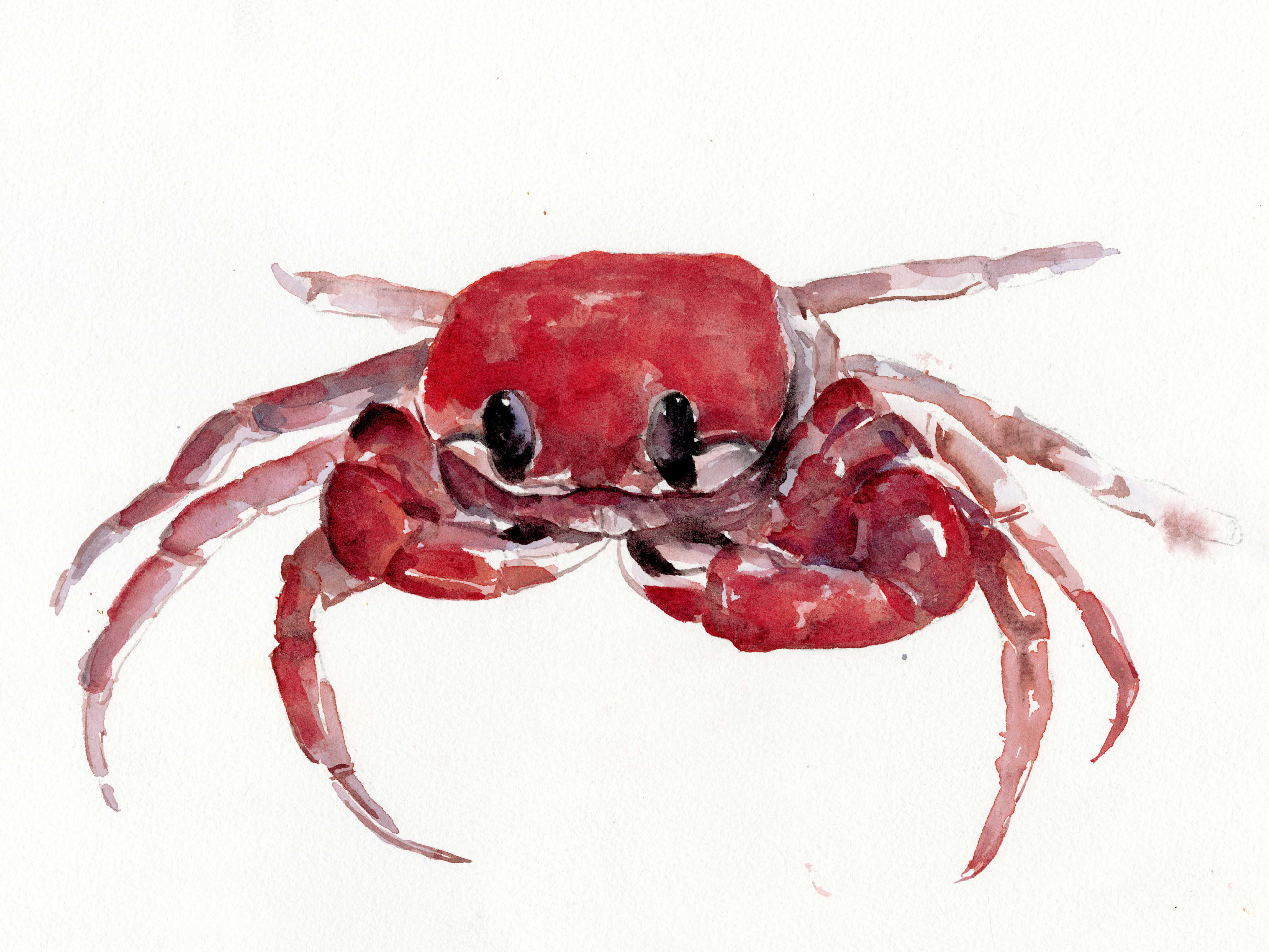 Highland Dunes Crabs Abstract Seascape 3 - Wrapped Canvas Print | Wayfair