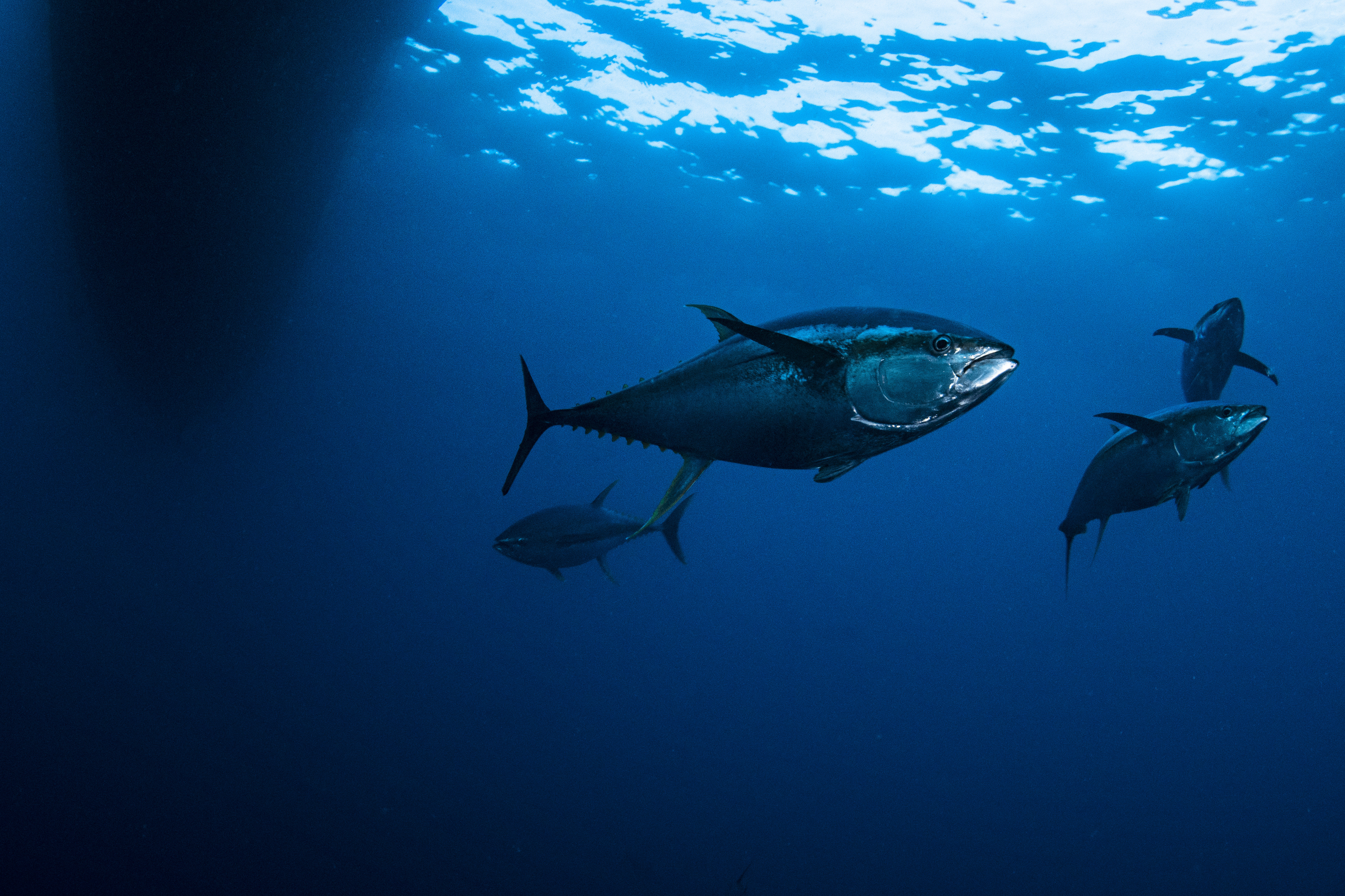 Highland Dunes Tuna Fish by Igor Shaposhnikov - Wrapped Canvas ...
