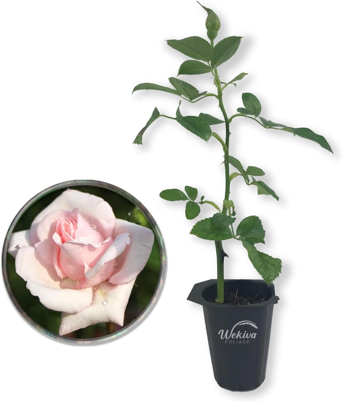 Wekiva Foliage LLC New Dawn Rose Bush - Live Starter Plant in a 2 Inch ...