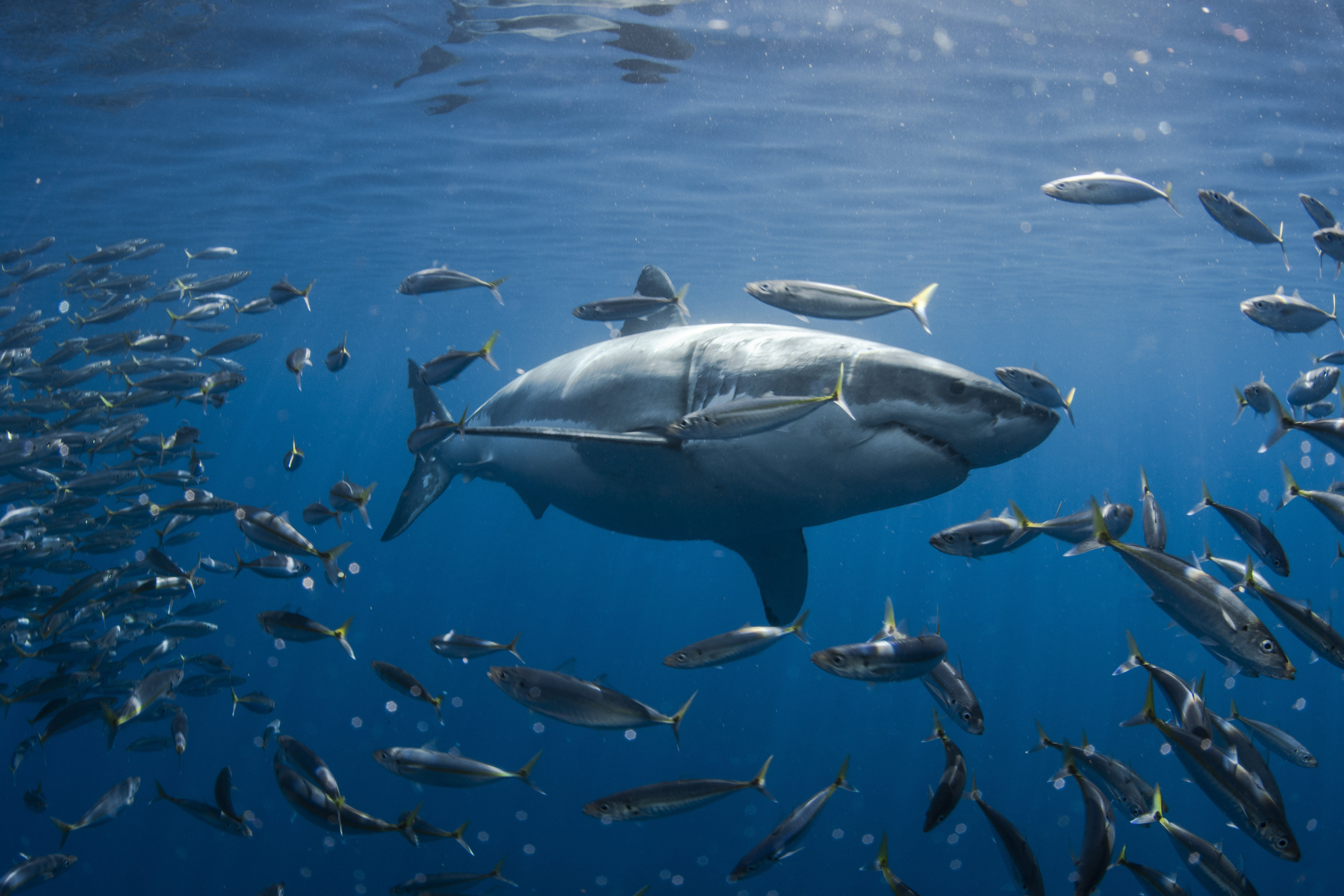 Highland Dunes Mackerel and Great White Shark - Wrapped Canvas ...