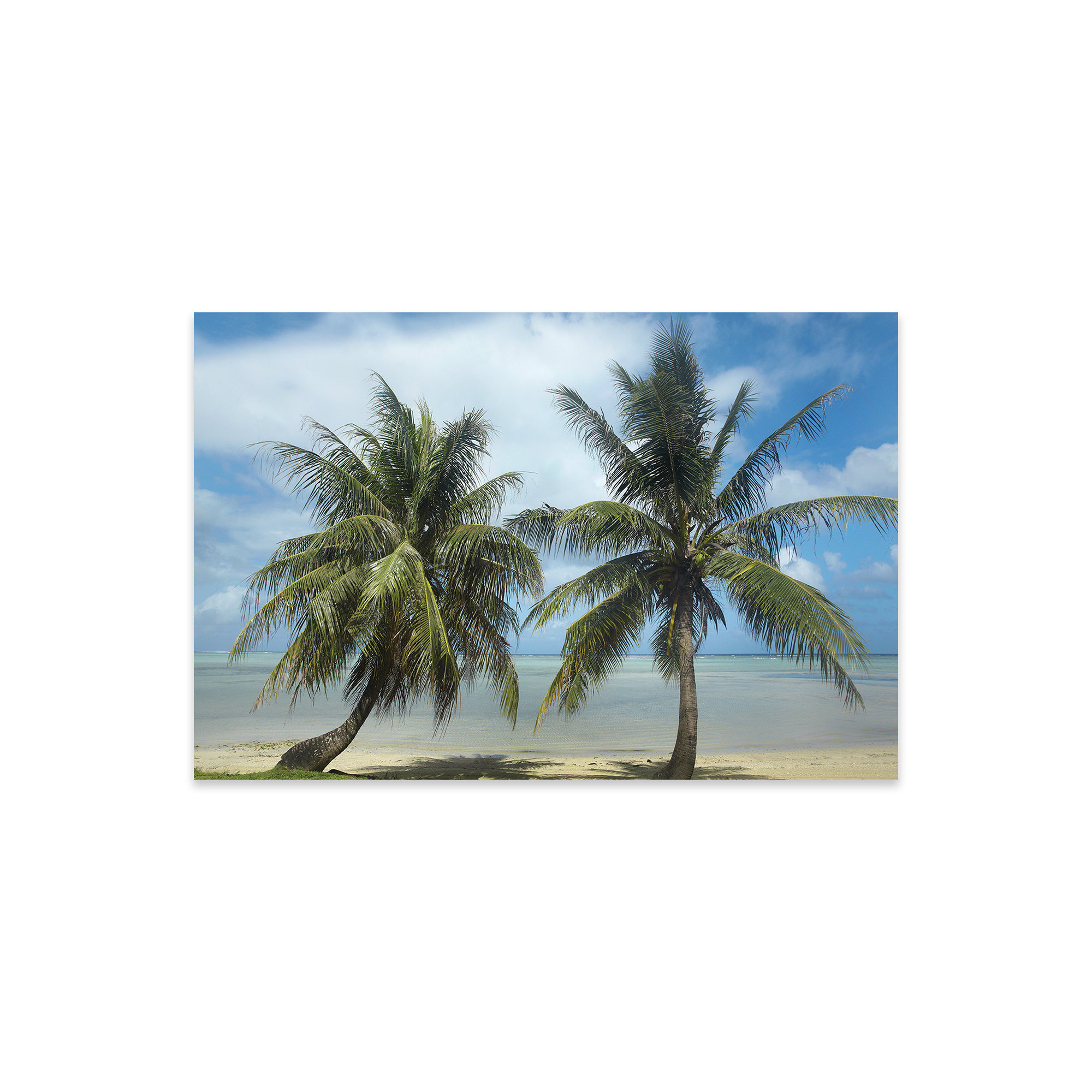 Highland Dunes Palm Trees, Agana Beach, Guam On Plastic/Acrylic by Tim ...