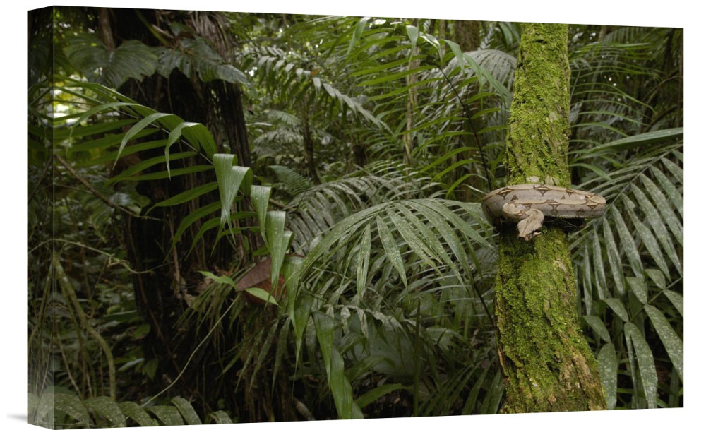 East Urban Home 'Boa Constrictor Coiled Around A Mossy Tree Trunk ...
