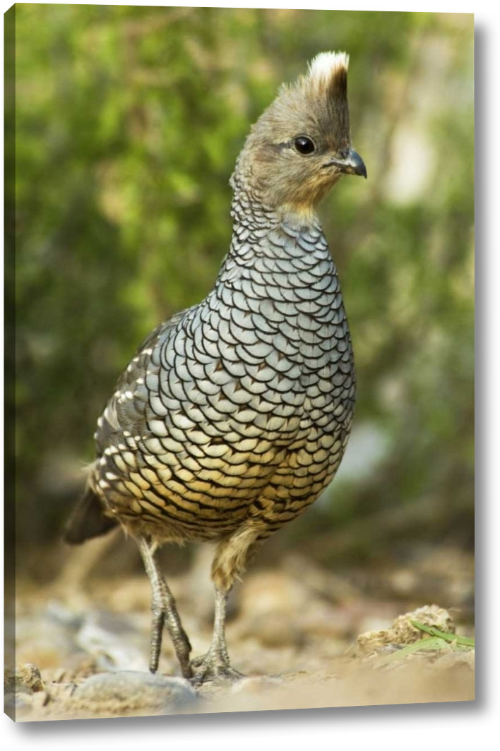 World Menagerie TX, Mcallen Wild Scaled Quail Foraging for Food ...