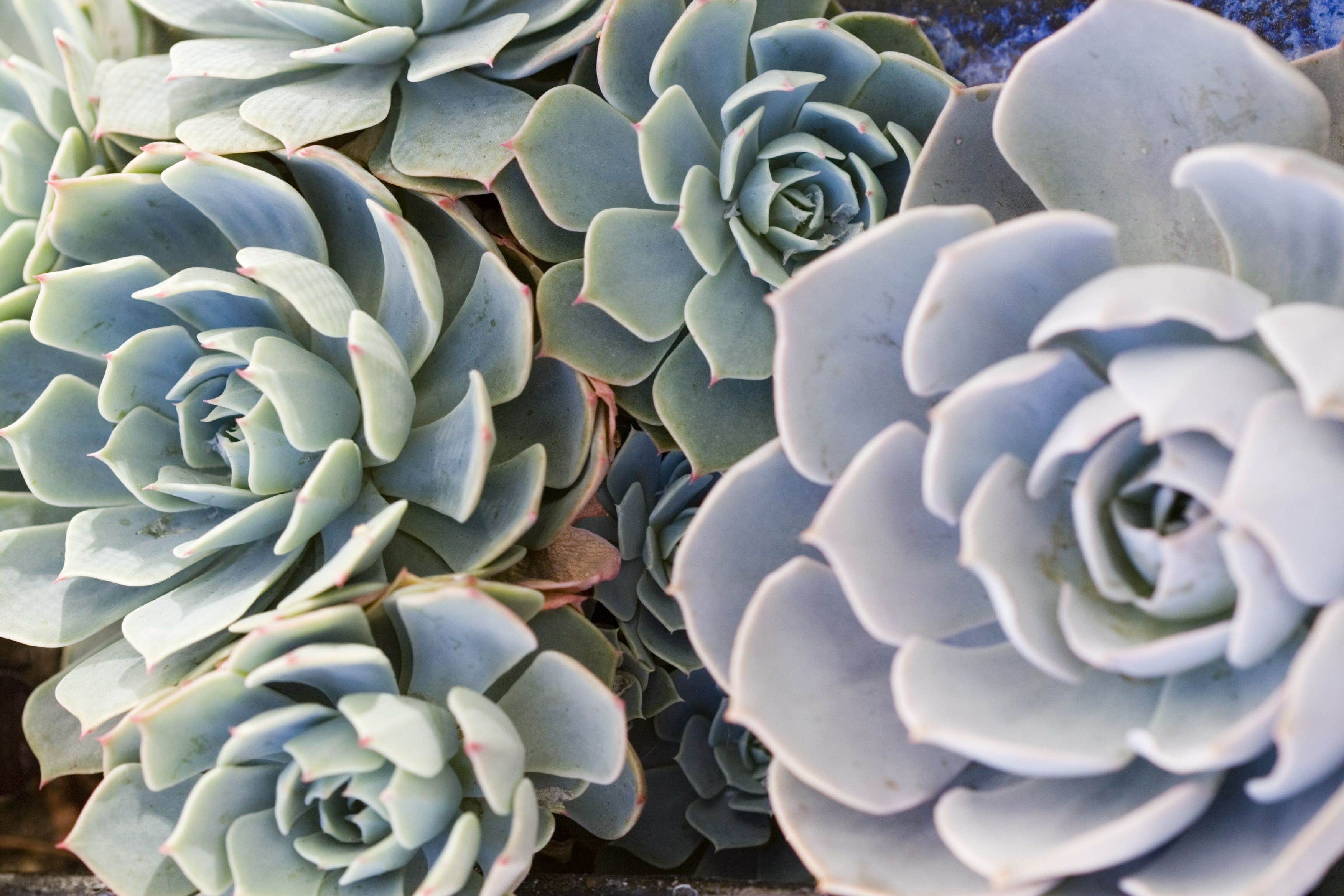 Dakota Fields Agave Texture - Wrapped Canvas Photograph | Wayfair