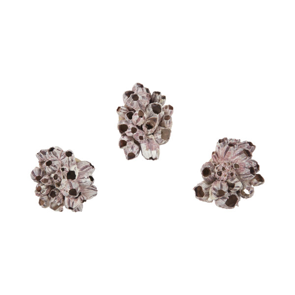 Phillips Collection Barnacle 3 Piece Wall Décor Set | Perigold