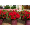 Encore Azalea 1 Gallon Autumn Fire Encore Azalea - Compact Flowering ...