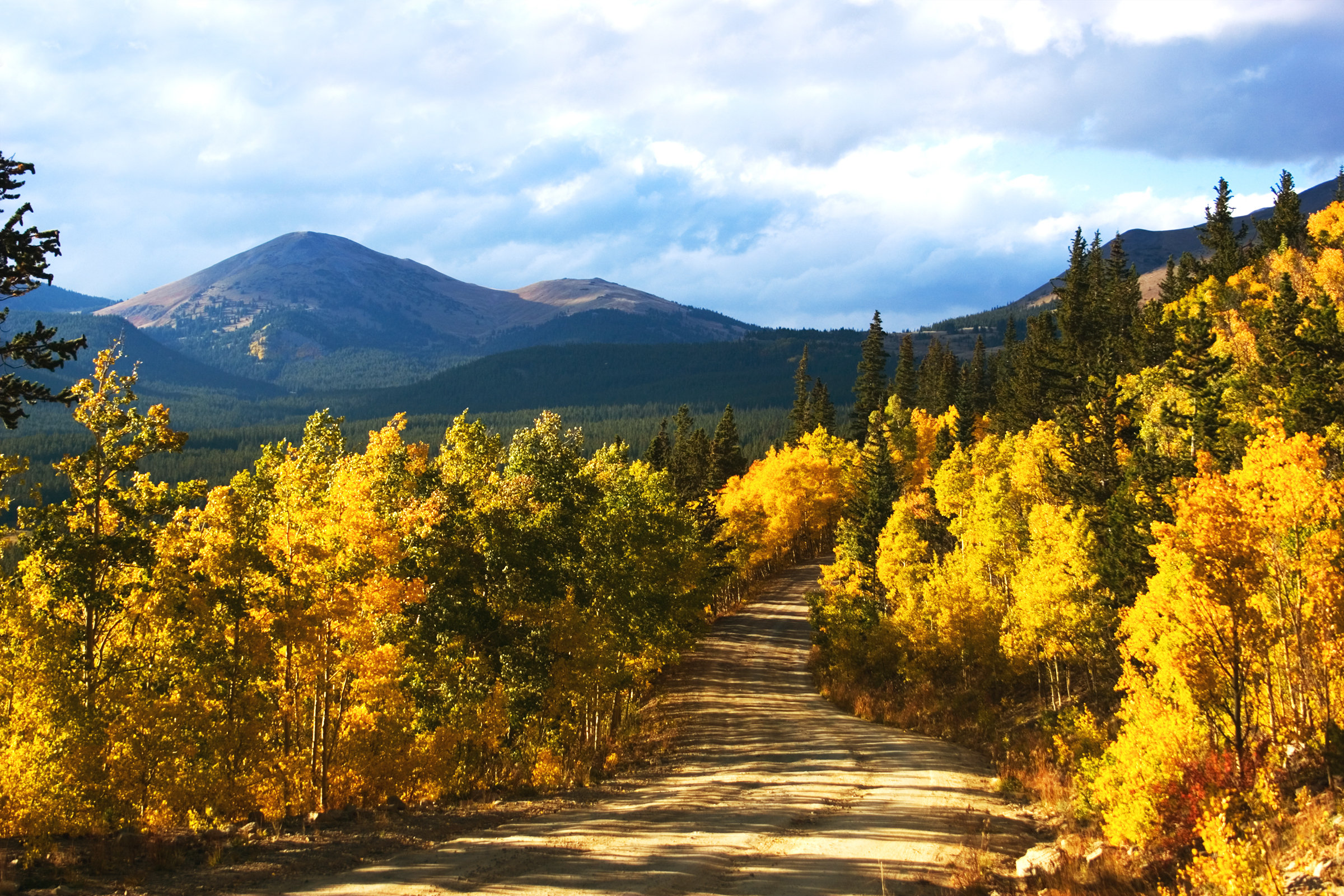 Millwood Pines Boreas Pass With Aspenglow (Colorado) by Miws16 | Wayfair