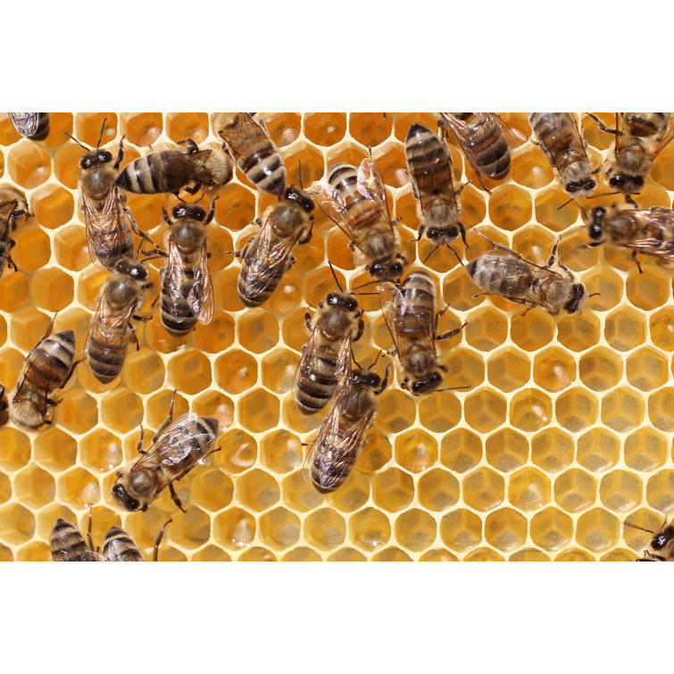 Ebern Designs Bees In Hive On Canvas by Inventori Print | Wayfair