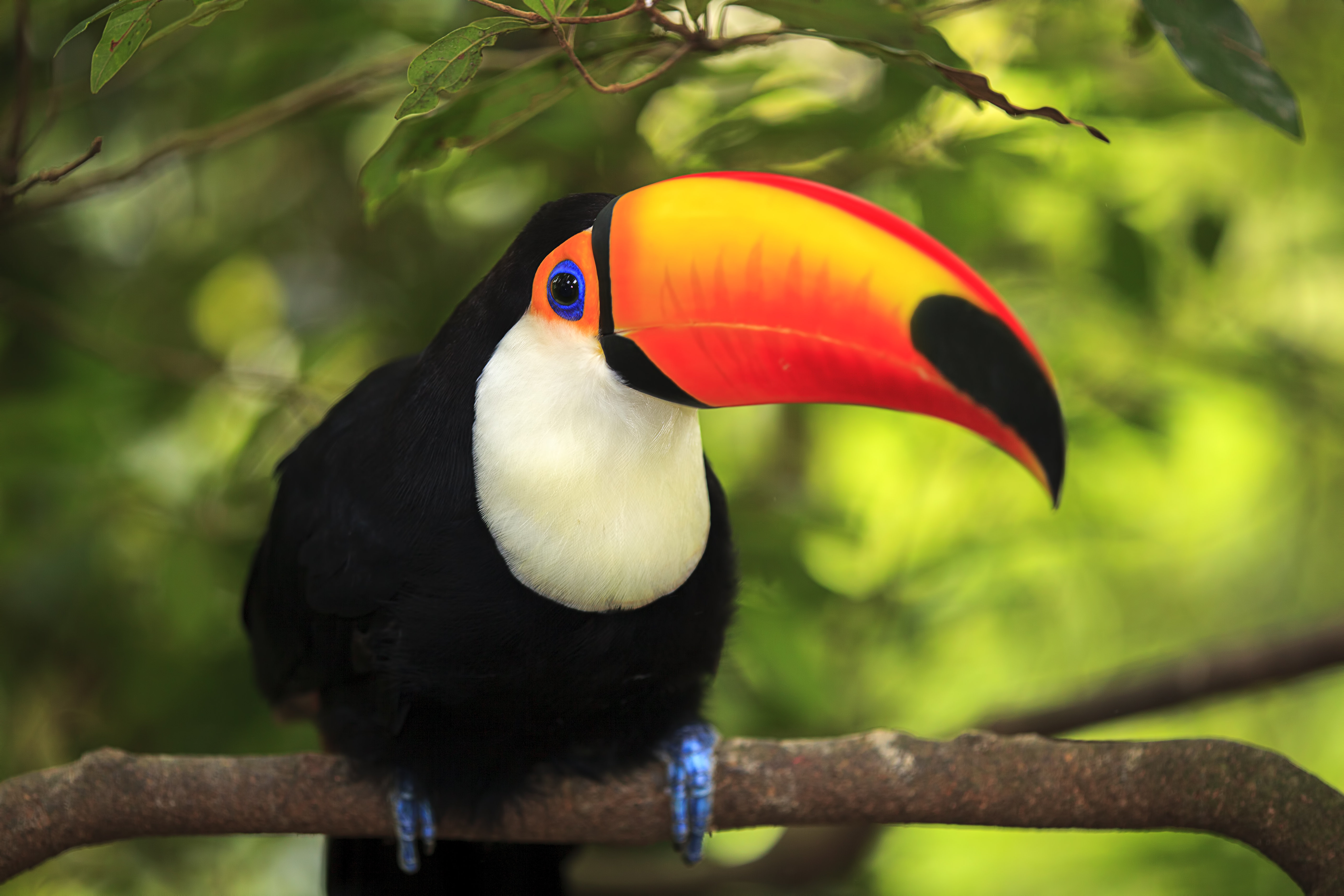Bay Isle Home™ Toco Toucan by Nicholashan - Wrapped Canvas Photograph ...