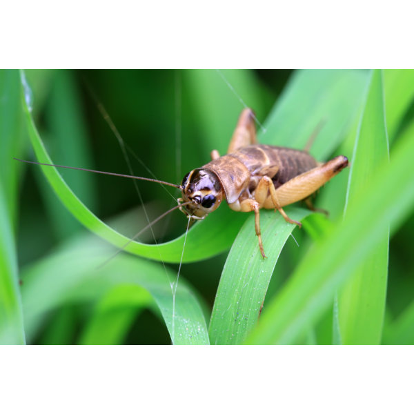 Hokku Designs Chazney Cricket Nymphs On Canvas by Lnzyx Print | Wayfair