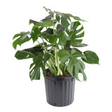 Small Live Plants You'll Love | Wayfair
