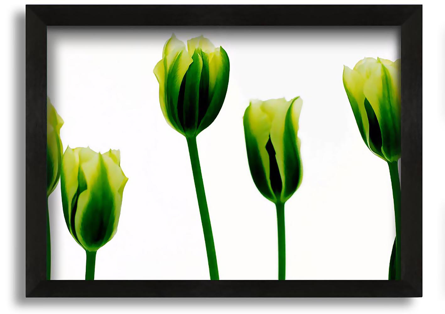 Brayden Studio White Green Tulip Parade - Picture Frame Photograph on ...