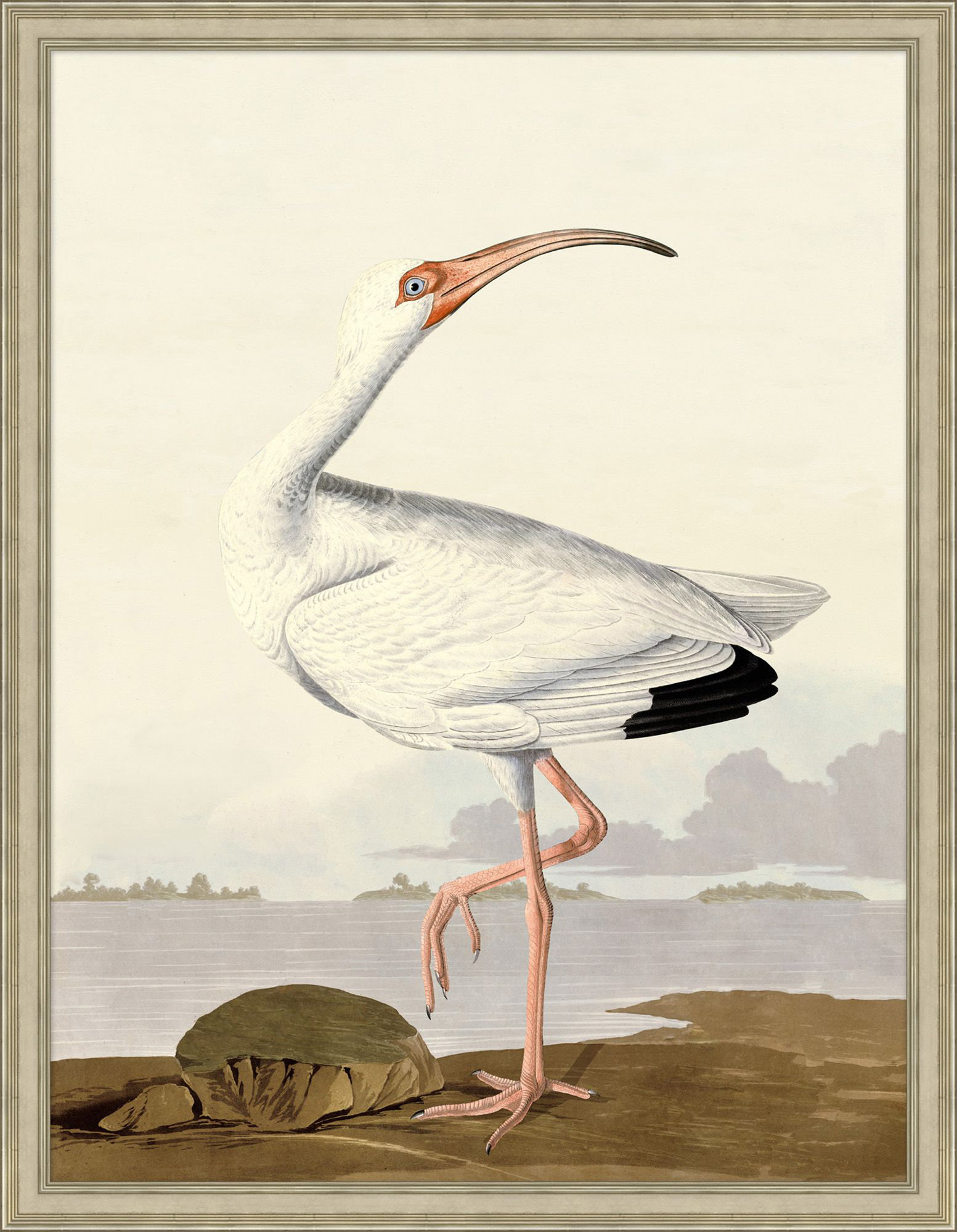 Wendover Art Group Audubon Ibis 1 - Single Picture Frame Print | Wayfair