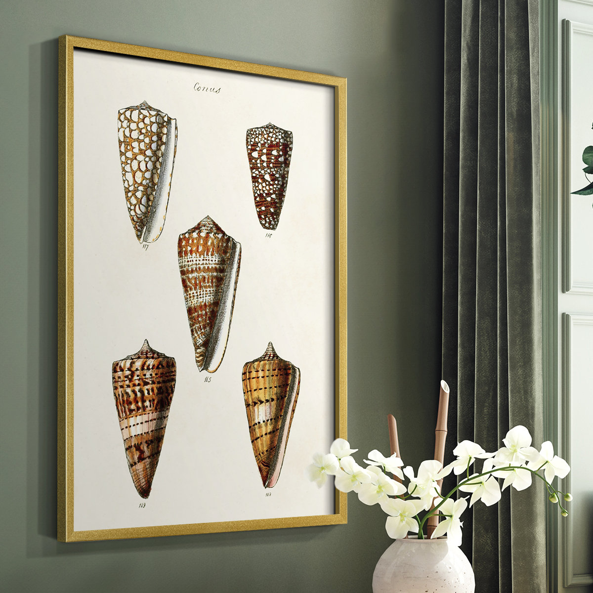 Highland Dunes Cone Shell Collection II Framed Print - Solid Wood | Wayfair