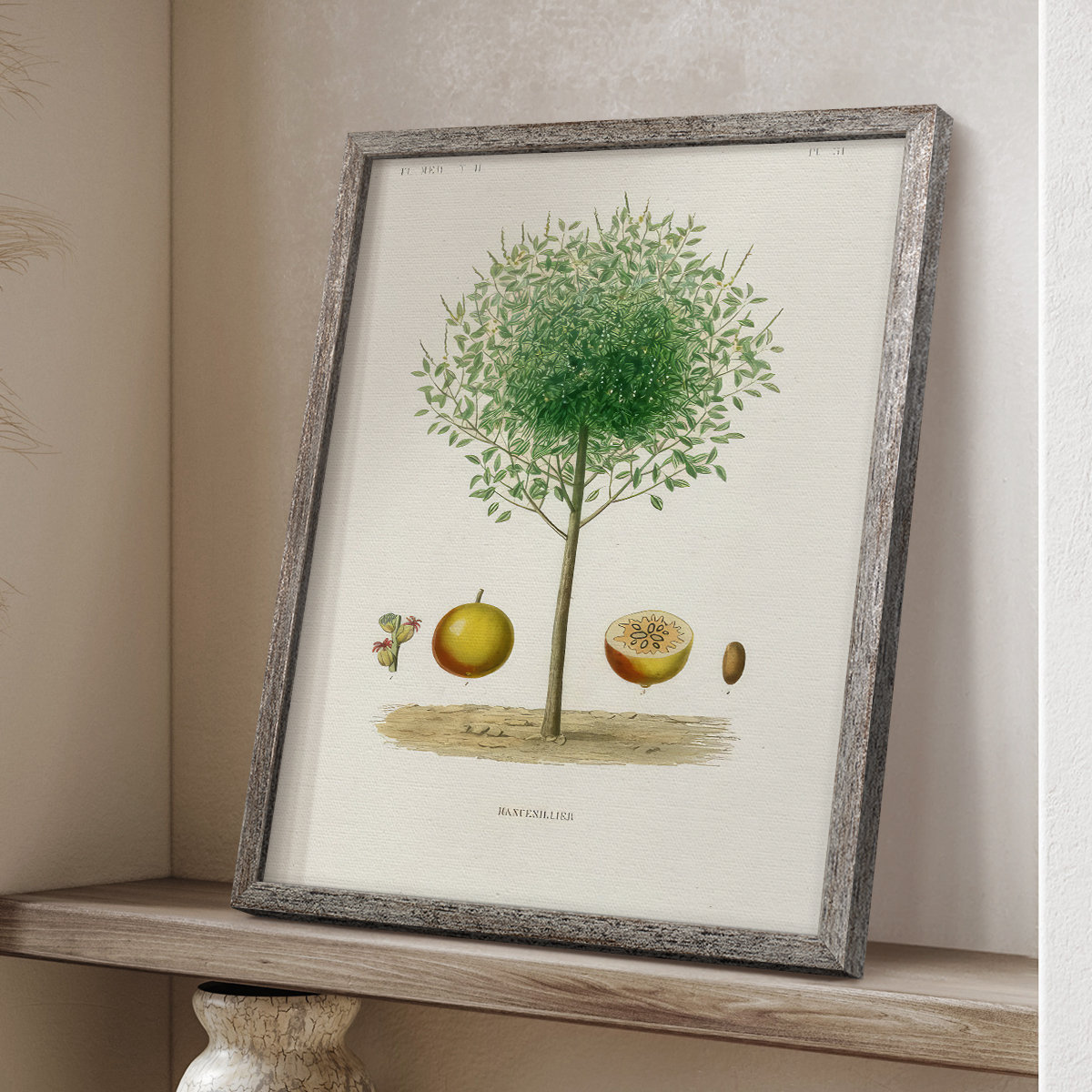 Winston Porter Antique Tree with Fruit VII Framed Print - Solid Wood ...