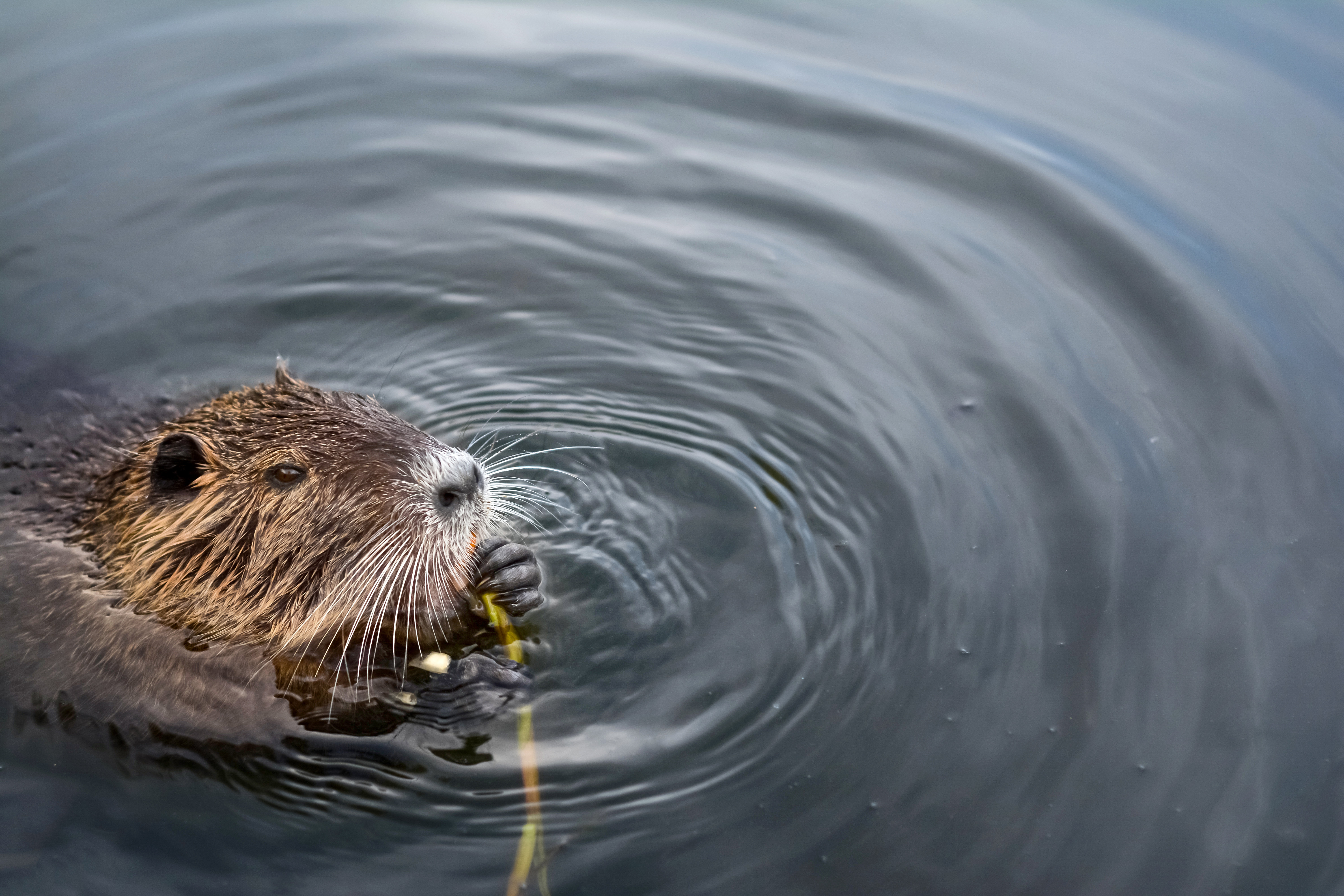 Millwood Pines Eurasian Beaver - Wrapped Canvas Photograph | Wayfair