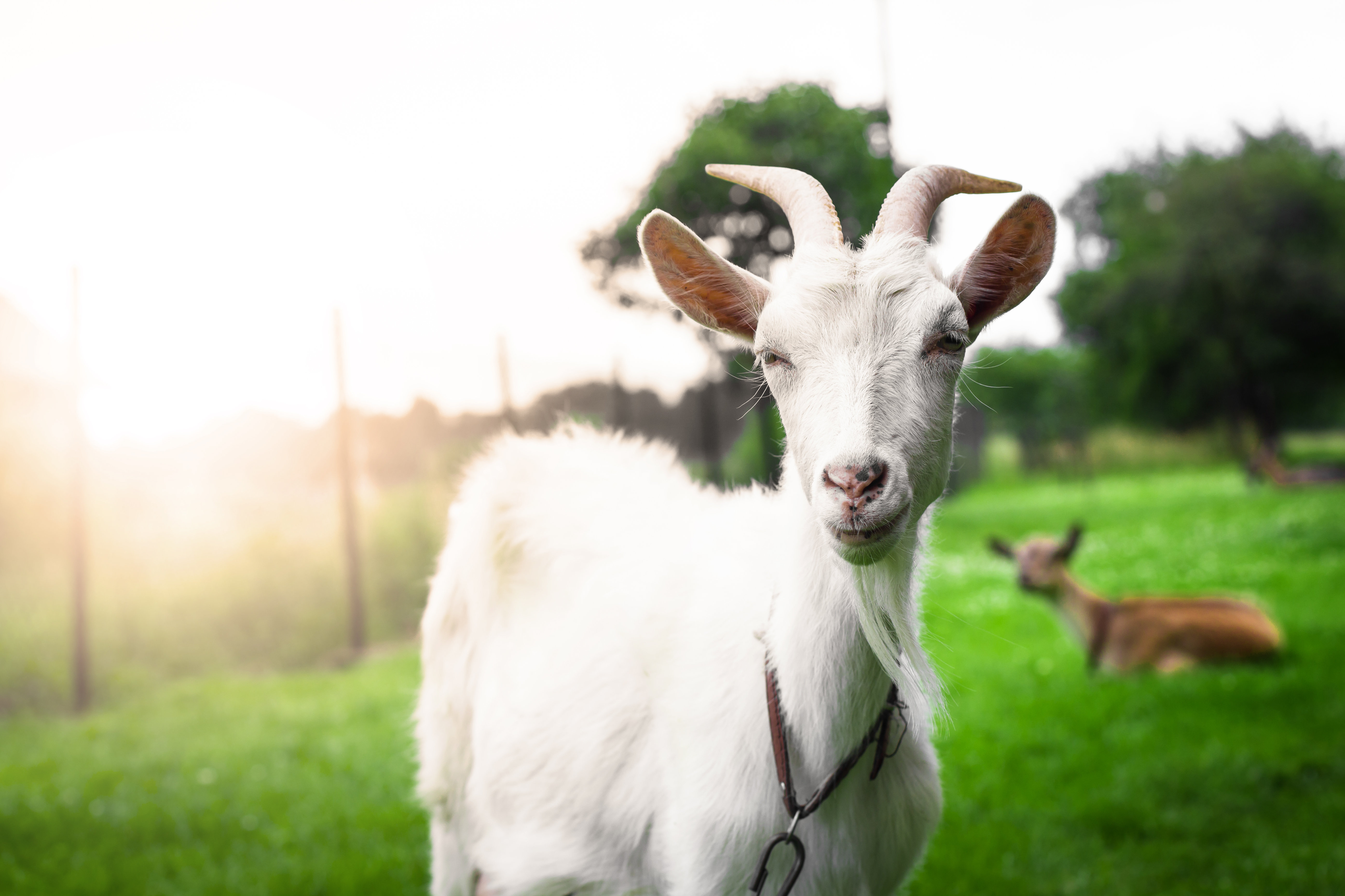Gracie Oaks Gorgeous White Goat's Portrait - Wrapped Canvas Photograph ...