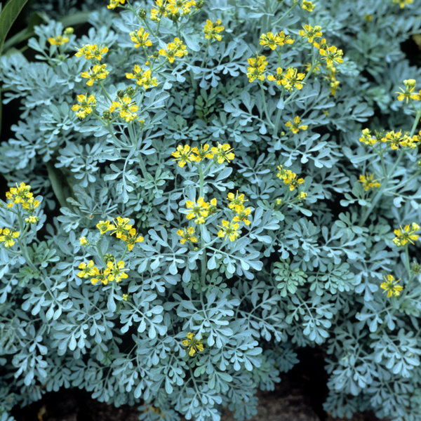 Ebern Designs Merriah " Common Rue " by Emer1940 - Wayfair Canada