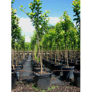 American Plant Exchange Fruit Trees Hood Pear Outdoor Landscape Tree ...