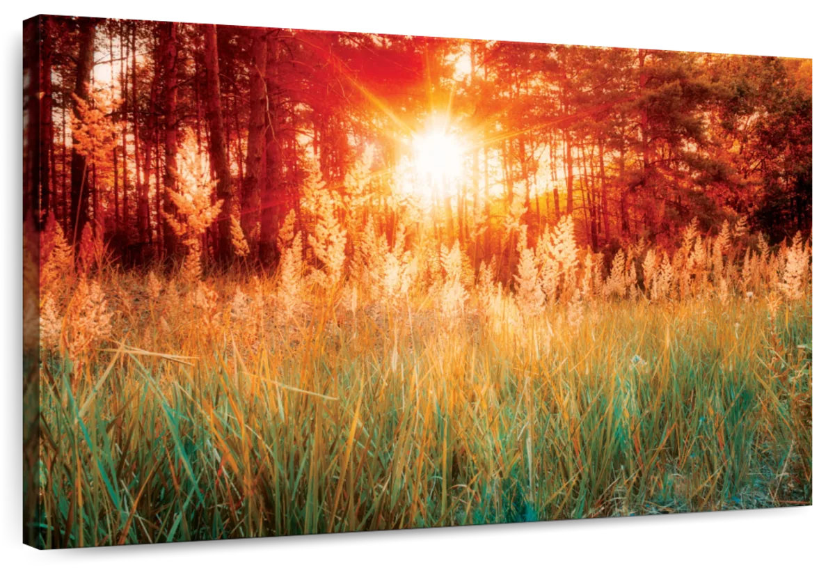 Elephant Stock Sunset With Grass | Wayfair
